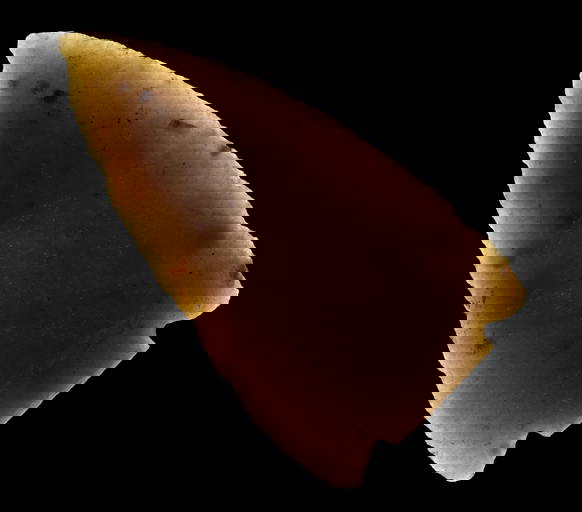 4 3/16" Hixton Heartbreaker Archaic Corner Notch Dovetail / Thebes ...