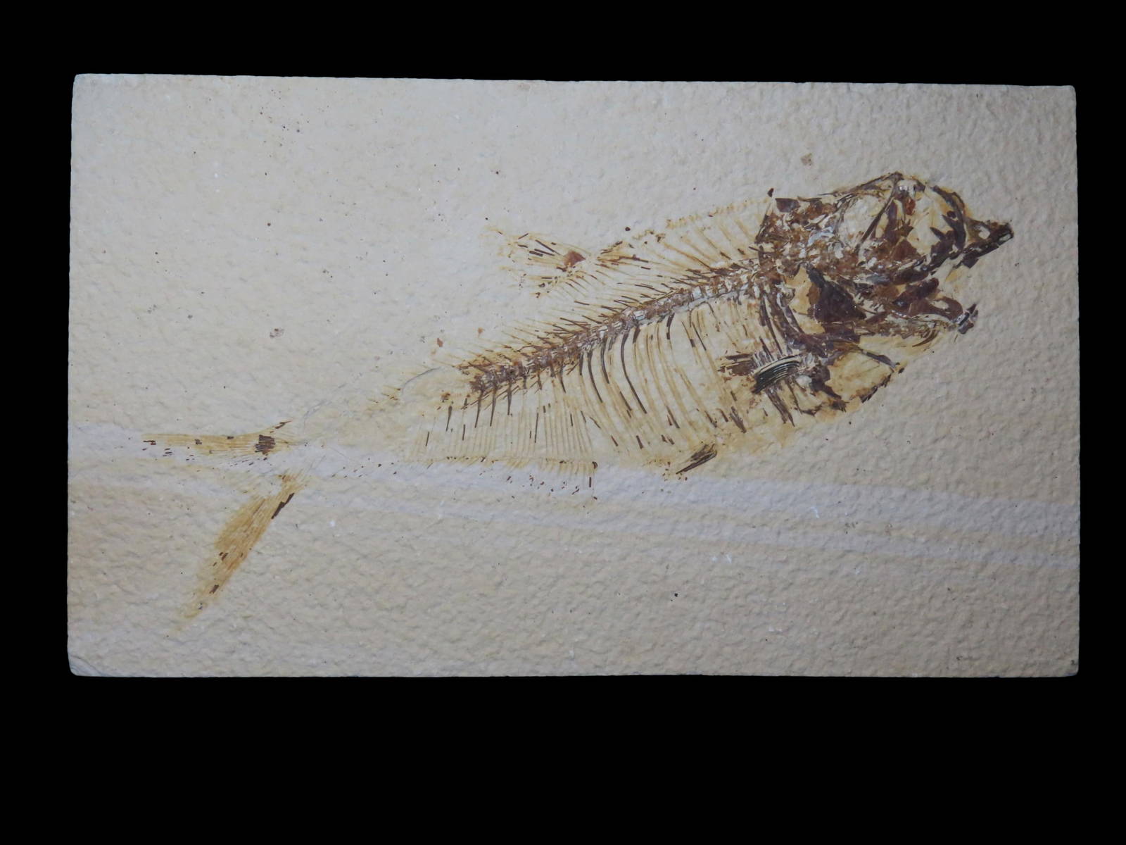 8" Incredible Large Fish Fossil (diplomystus) From The Green River ...