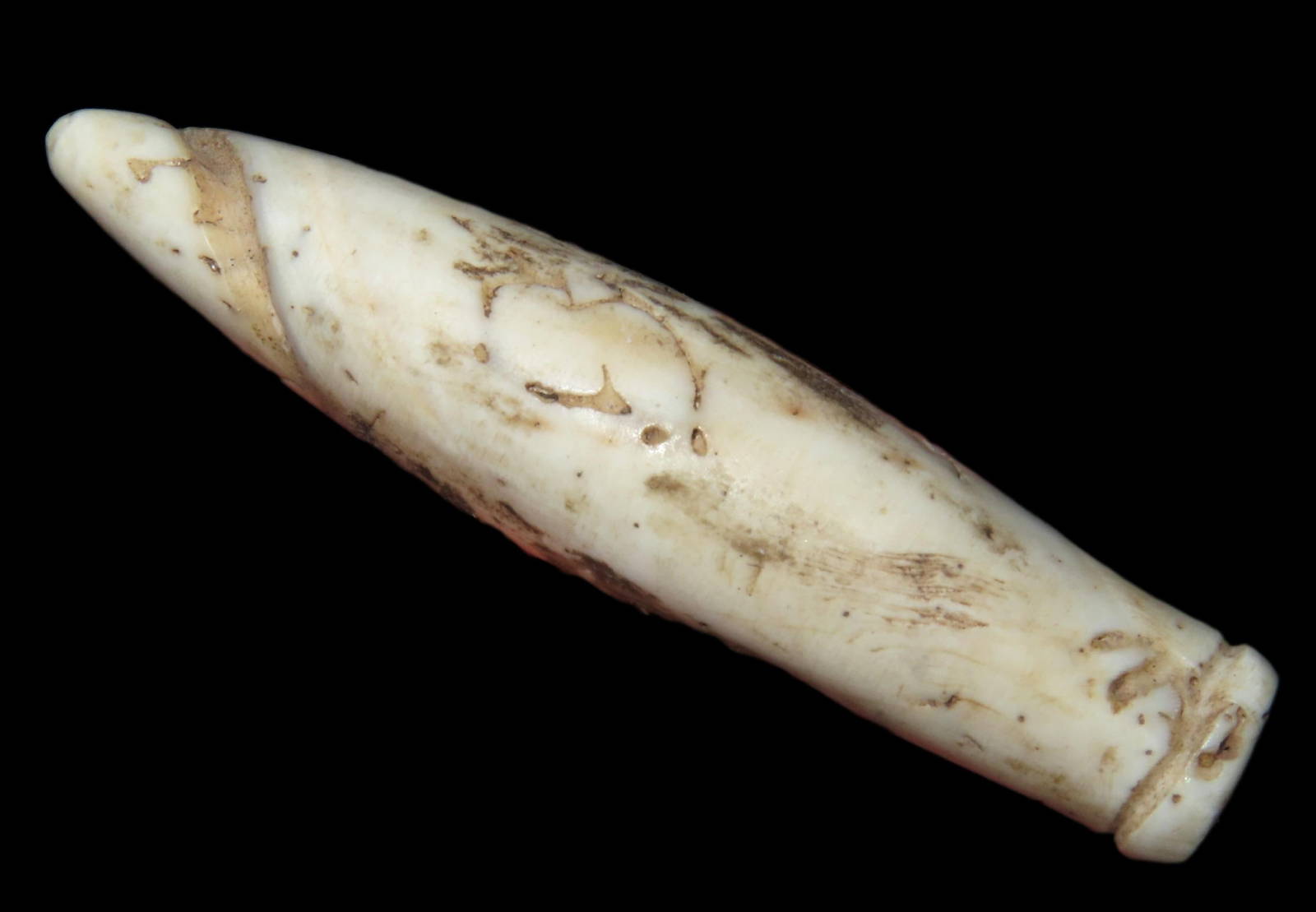 2 3/8" Conch Shell Pendant/plummet, Found In Illinois, Ex Donny Johns ...