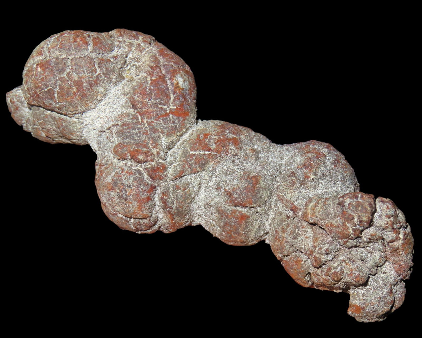 Large Dinosaur Poop Fossil, Coprolite, Approximately 100 Million Years ...