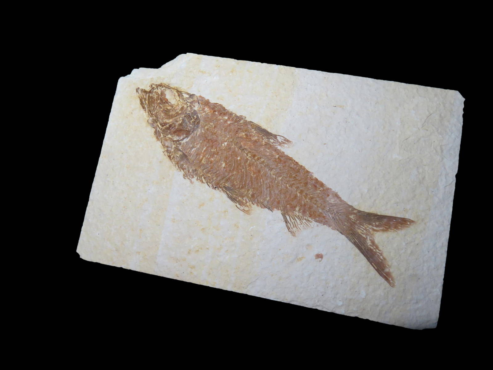 5 5/8" Incredible Large Fish Fossil (diplomystus) From The Green River ...