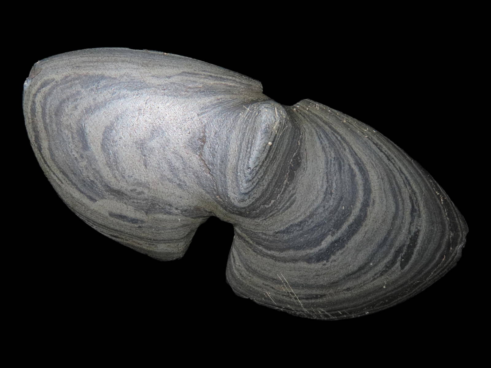 4 1/16" Butterfly / Notched Wing Bannerstone, Bennett Coa, Sandusky ...