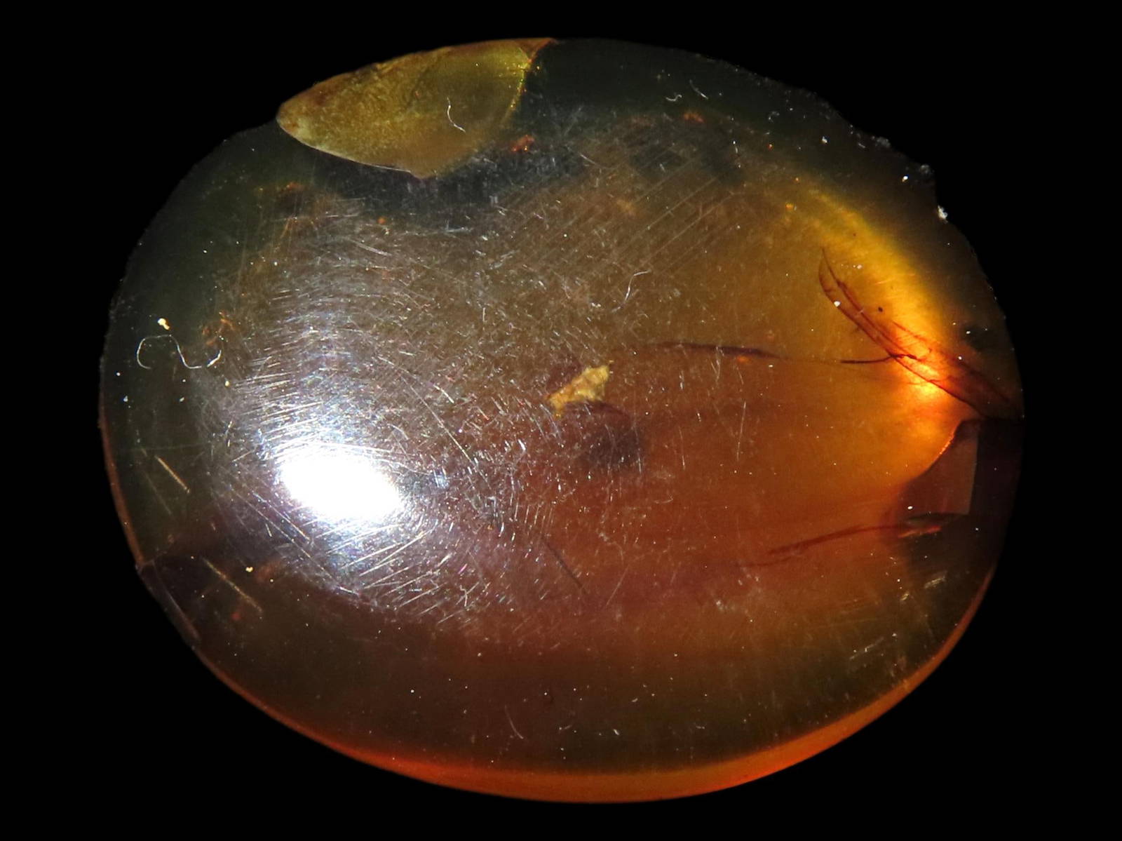 Fossil Amber With Encased Insect, 100 Million Years Old, Found In The ...