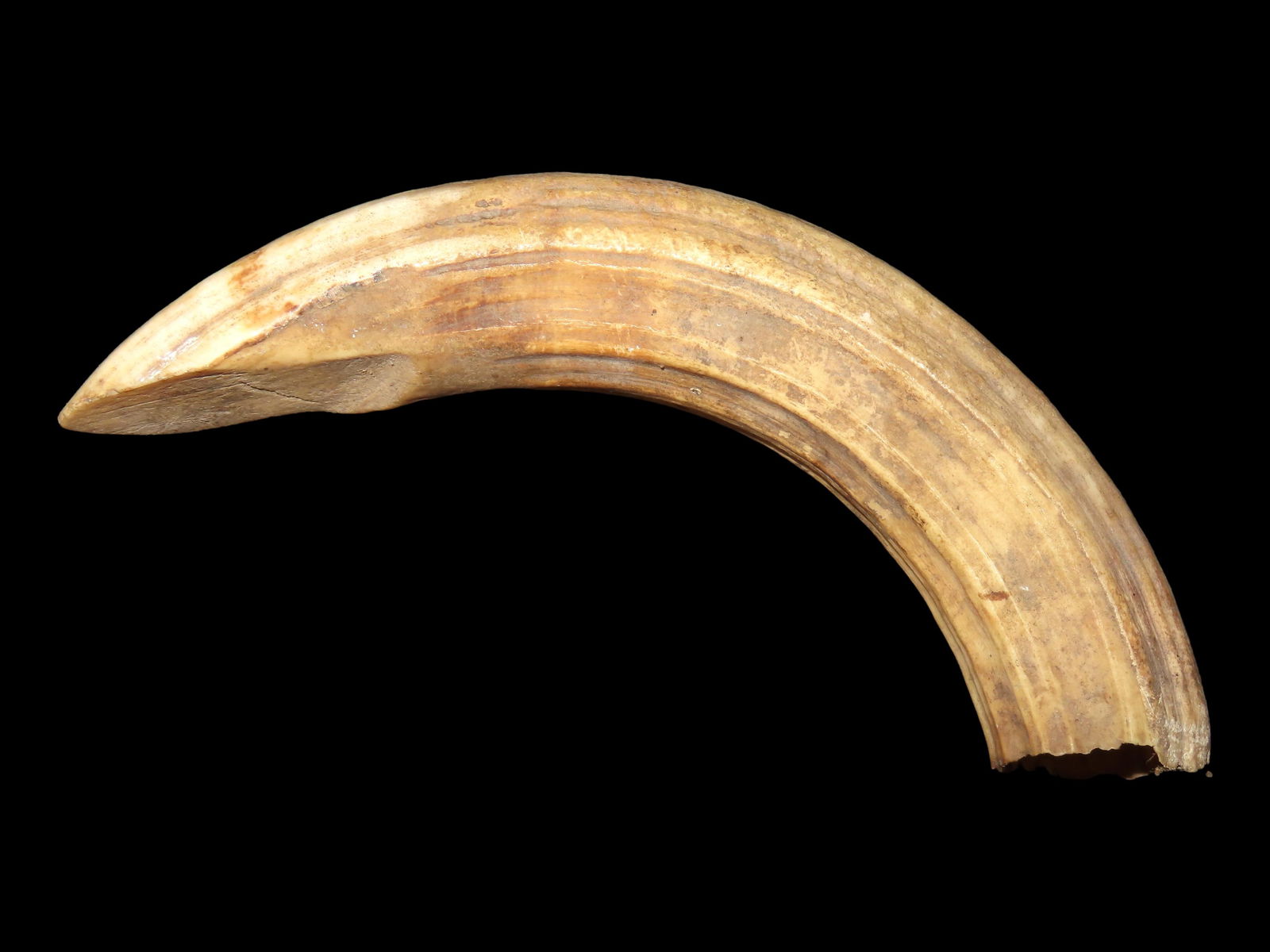 6 3/4" Tusk/tooth Auction