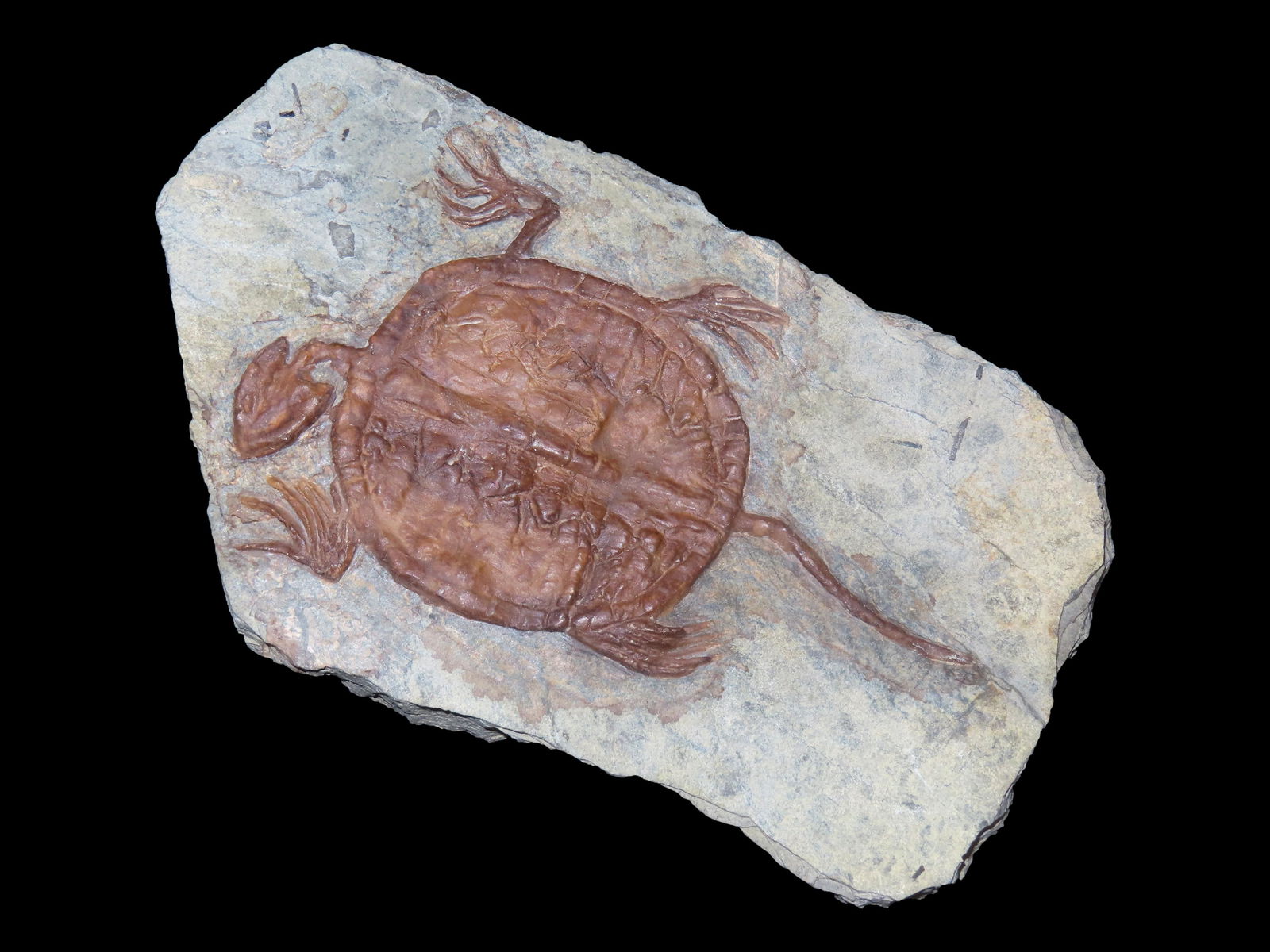 Rare Turtle Fossil In Matrix, Triassic Age 50-250 Million Years Old ...