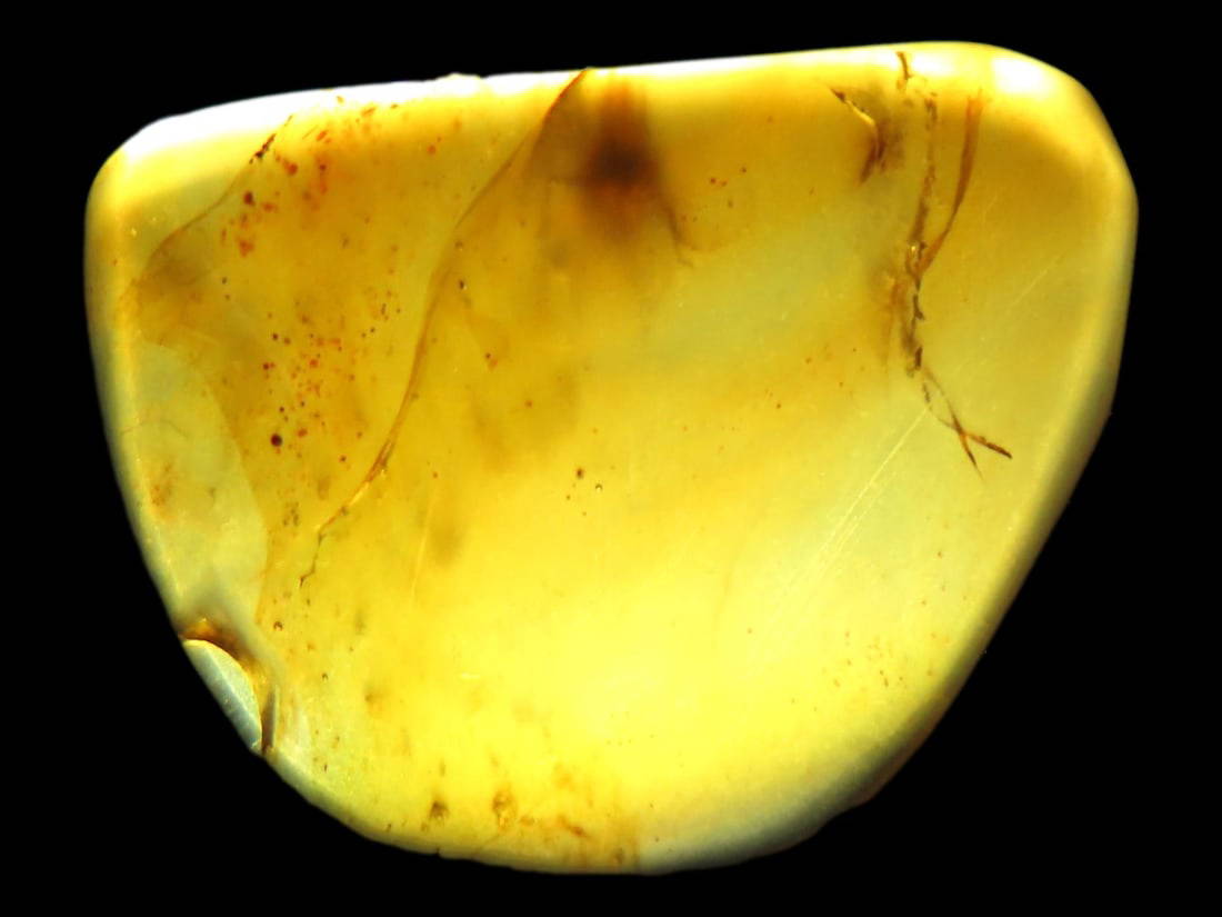 Fossil Amber With Encased Insect, Nice Large Specimen With Easily ...