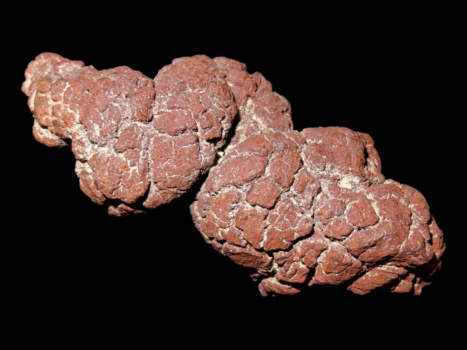 Large Dinosaur Poop Fossil, Coprolite, Appr. 100 Million Years Old ...