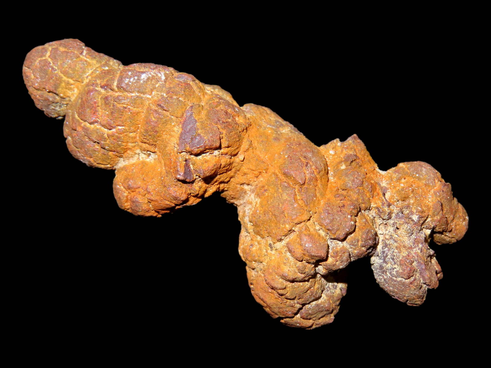 Large Dinosaur Poop Fossil, Coprolite, Appr. 100 Million Years Old ...