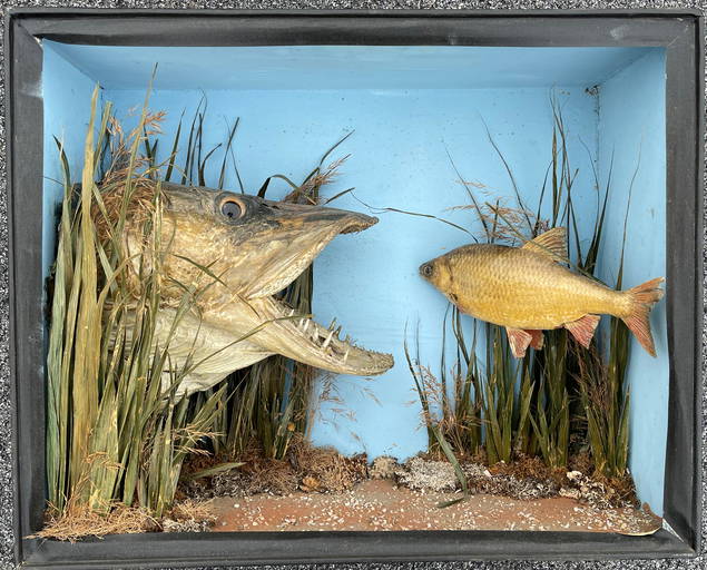 Fish Shadow Box / Diorama