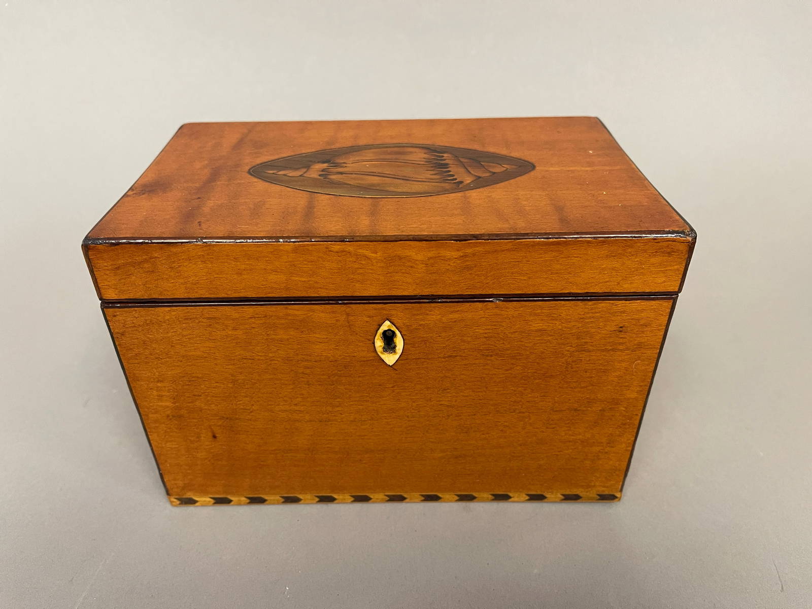 19th C Satinwood Conch Shell Tea Caddy Auction