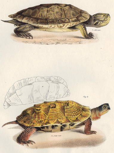 James Dekay,tortoise And Terrapin, 1842