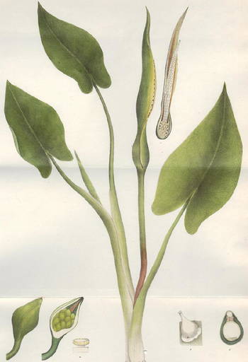 1842 James Dekay Hand Colored Botanical Engraving