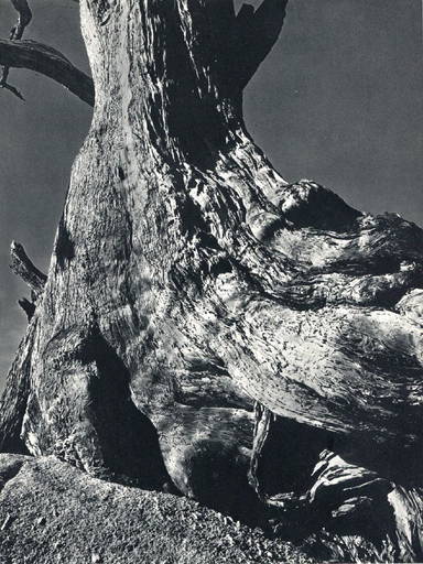 EDWARD WESTON - Tree Root - May 20, 2017 | Jasper52 in NY