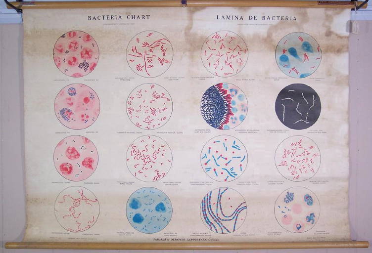 Bacteria Chart / Lamina De Bacteria. Denoyer Geppert Co