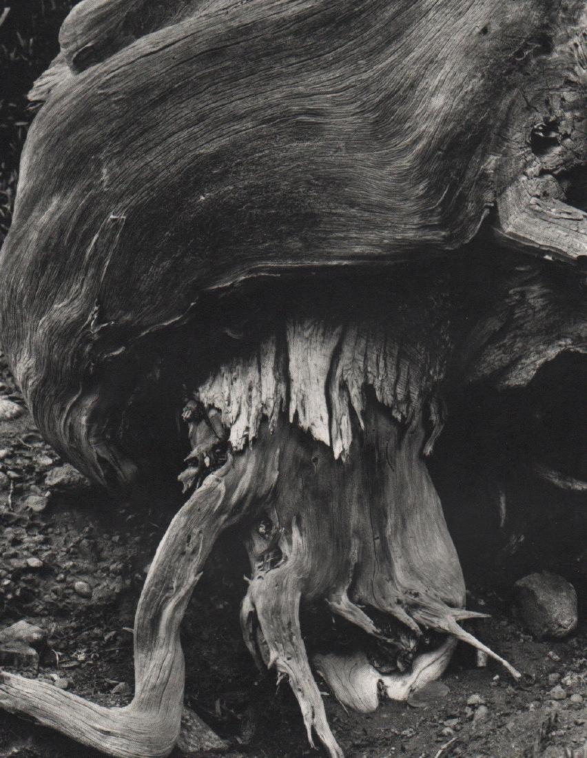 EDWARD WESTON - Tree Root