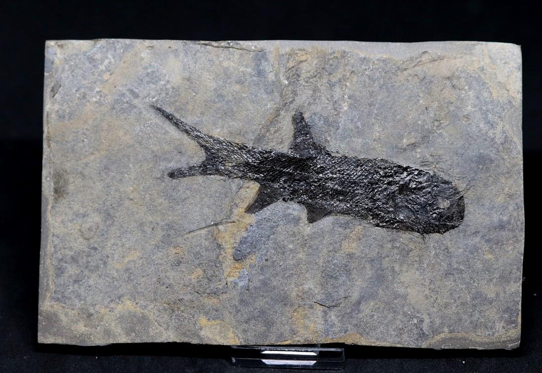 Fossil: Paramblypterus duvernoyi - Oct 08, 2017 | Jasper52 in NY