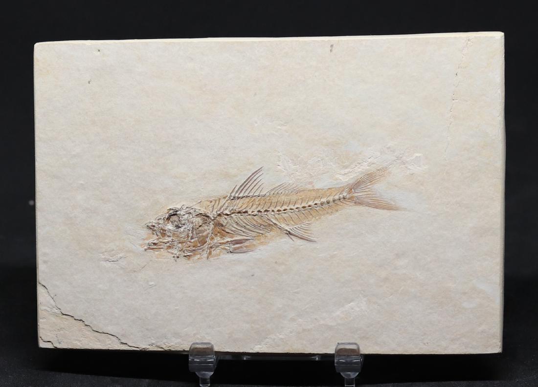 Fossil: Dapalis macrurus
