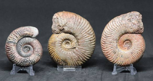 3 Jurassic Fossil Ammonites : Hammatoceras