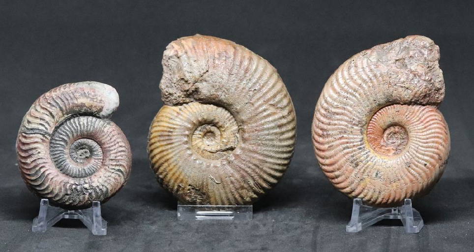 3 jurassic fossil ammonites : Hammatoceras - - Oct 29, 2017 | Jasper52 ...