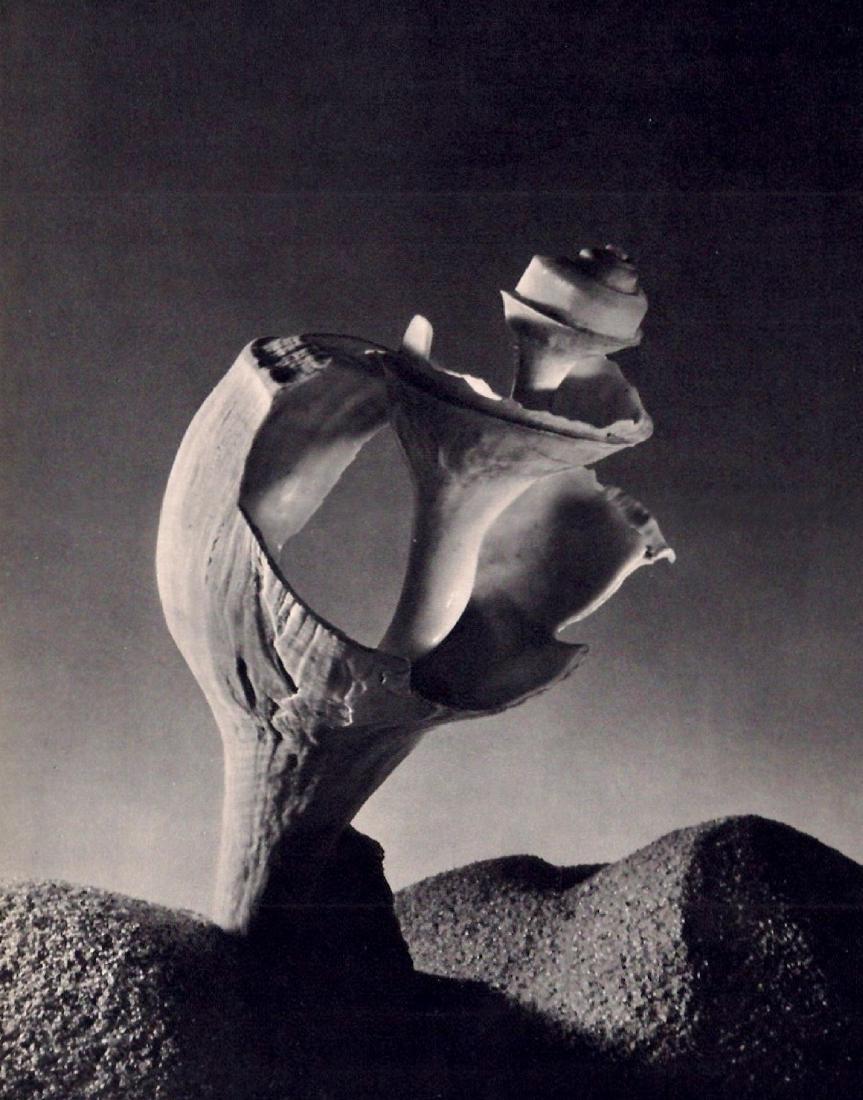 RUTH BERNHARD - Shell