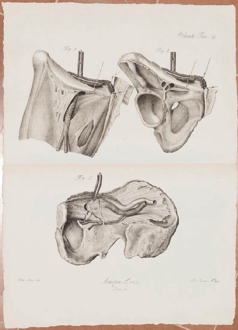 Antonio Scarpa Medicine Lithograph Anatomy Pubis 1839