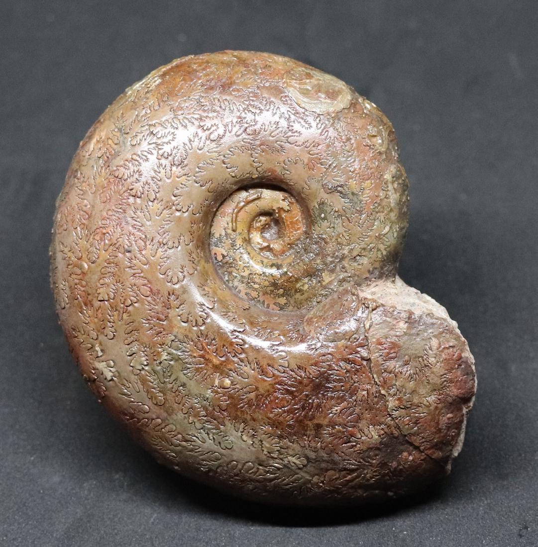 Jurassic fossil ammonite : Lytoceras jurense