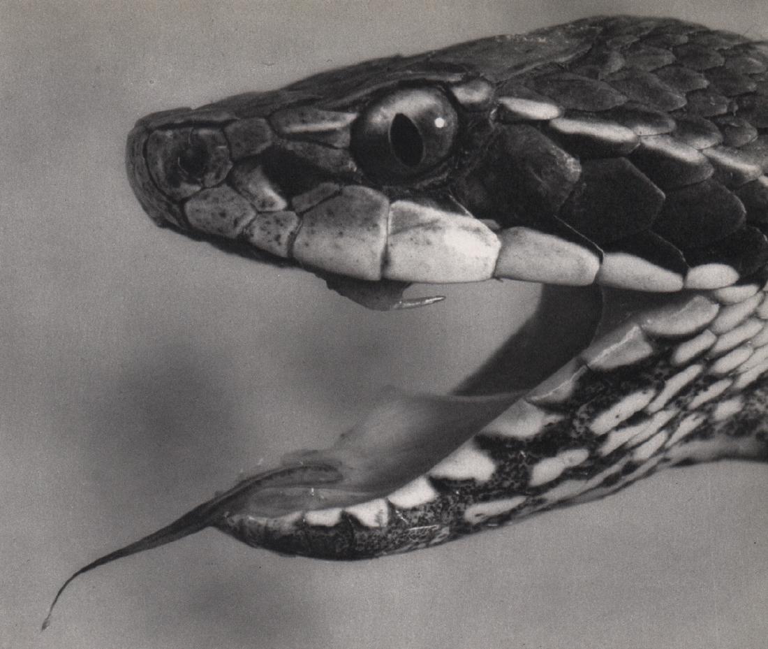 HITOSHI KOBAYASHI - Viper