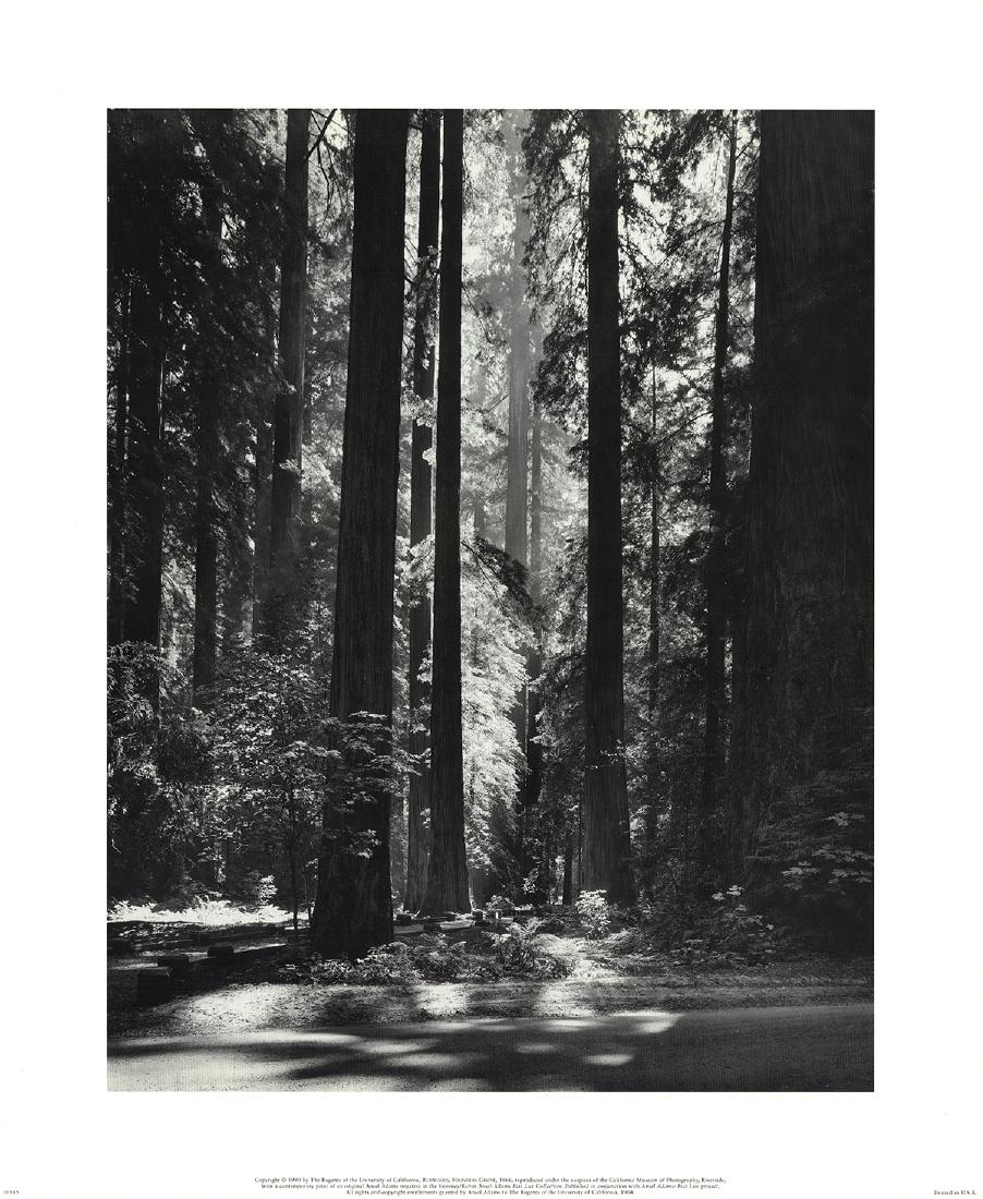 Ansel Adams Offset Lithograph Redwoods, Founders Grove (#0085) on Jan ...