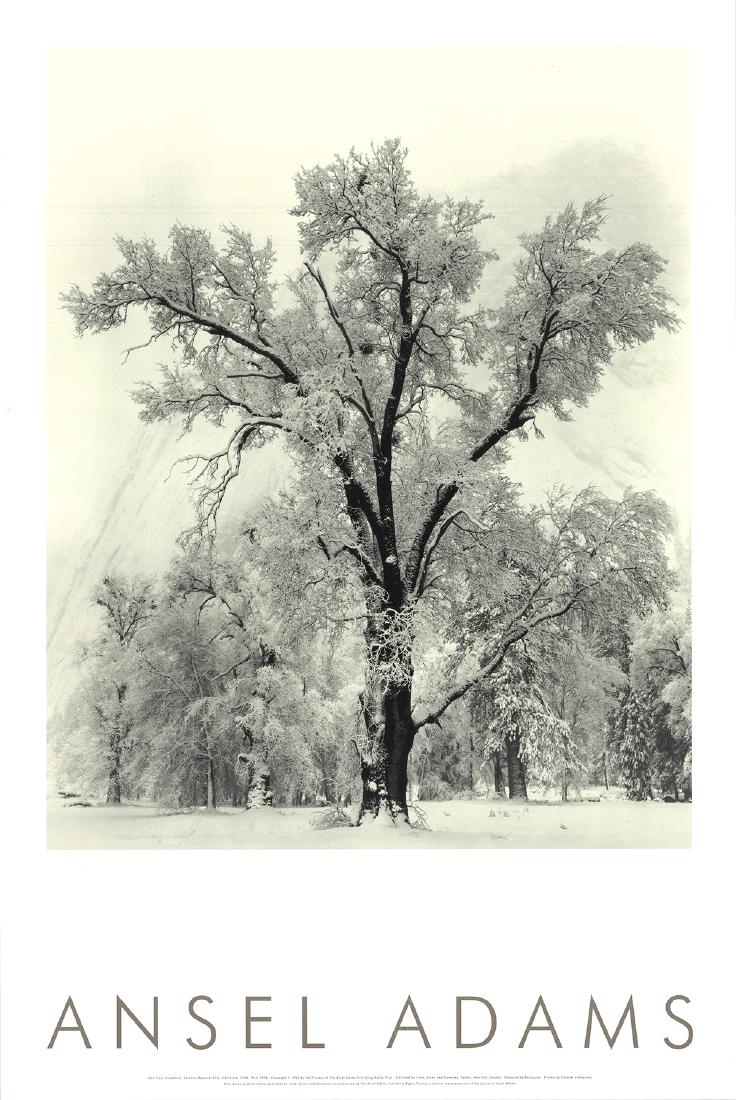 Ansel Adams Offset Lithograph Oak Tree, Snowstorm