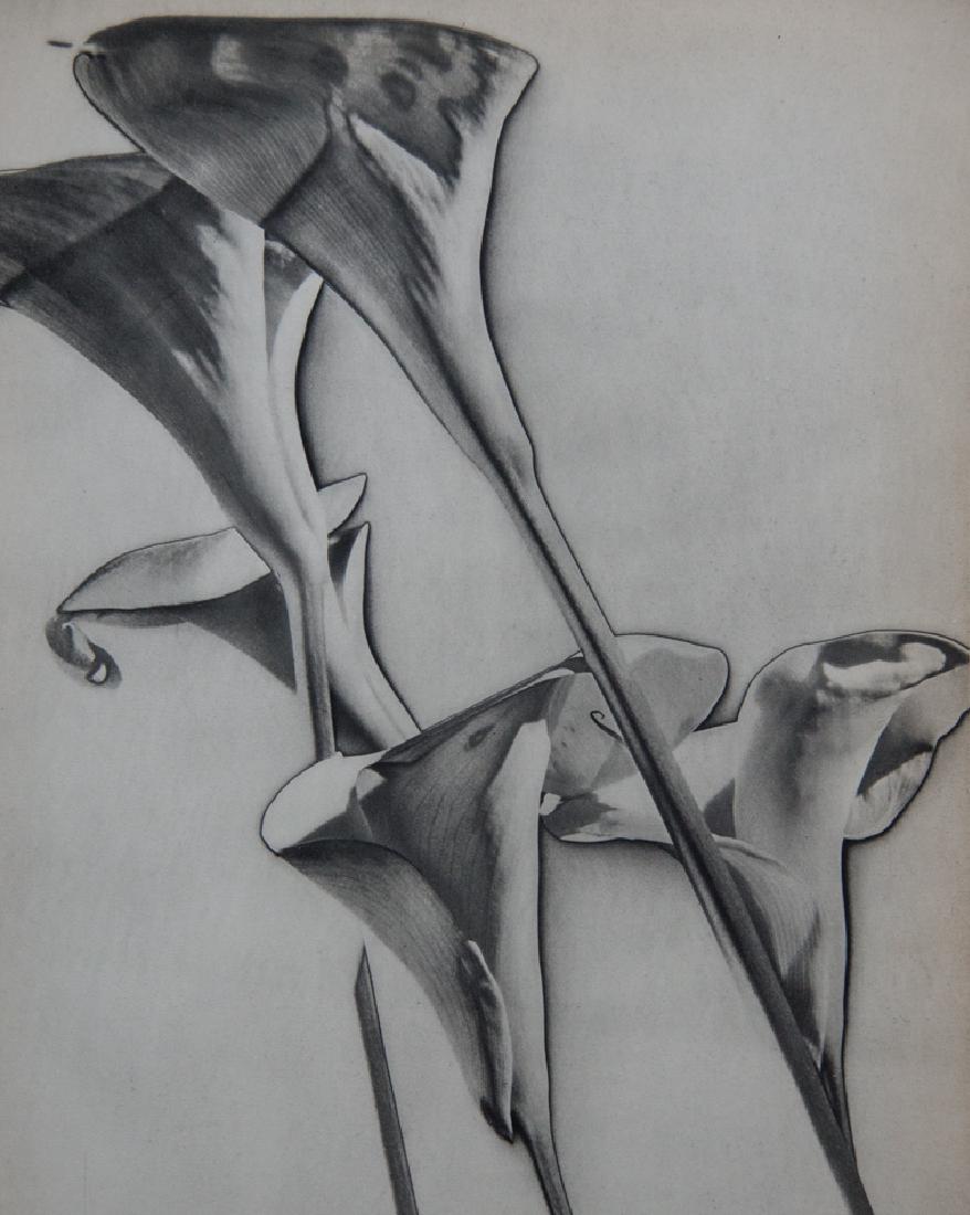 Man Ray Calla Lillies, Solarized, 1932