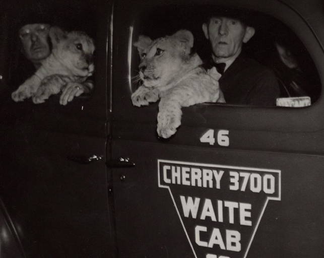 Vintage 1950s Taxi Cab Tiger Cubs Photo