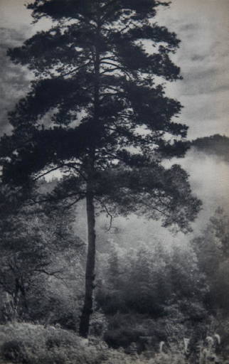 Chin San Long Morning Mist, Shanghai