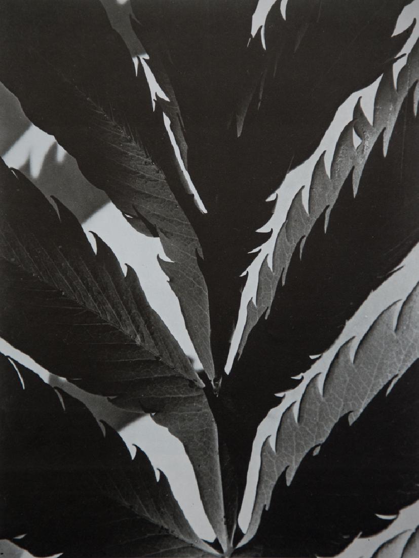 IMOGEN CUNNINGHAM - Leaf Pattern, 1929