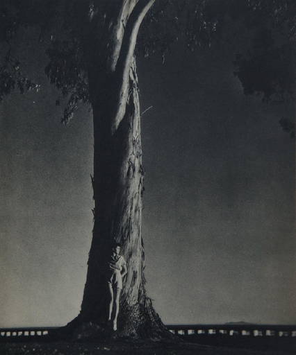 Charles E. Kerlee Eucalyptus