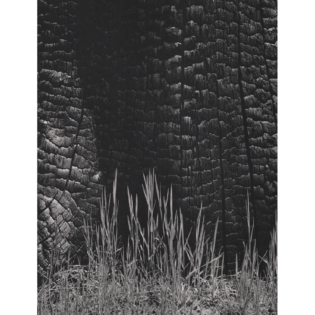 ANSEL ADAMS - Grass and Burned Stump