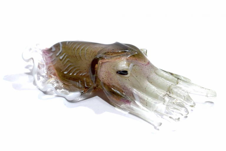 Dario Frare Murano Glass Figure " Cuttlefish