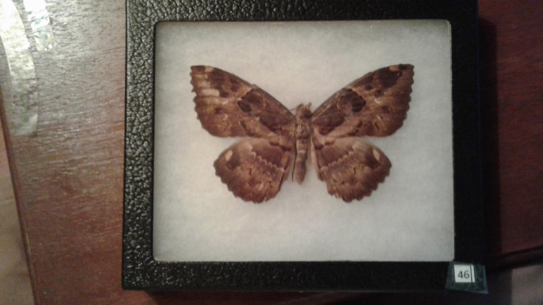 Mounted Moth