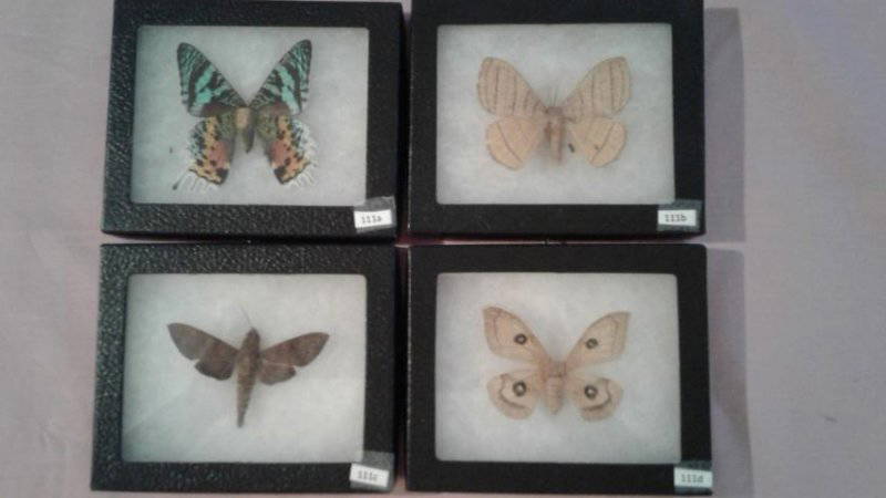 4 Mounted Moths And/or Butterflies