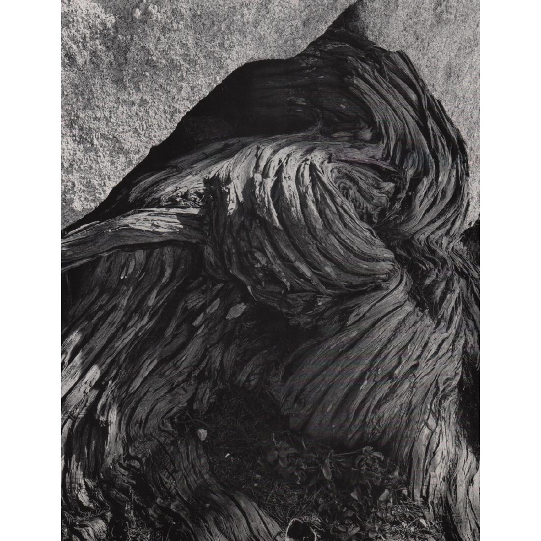 EDWARD WESTON - Cypress Root, 1929