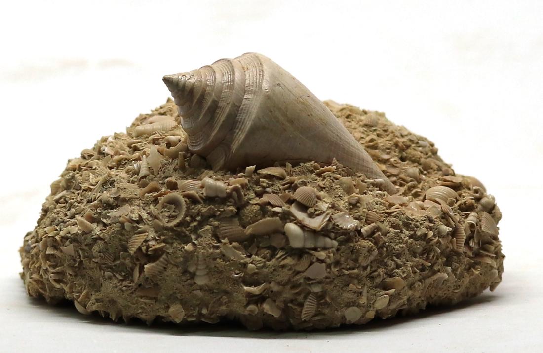 Fossil shell : Conus derelictus
