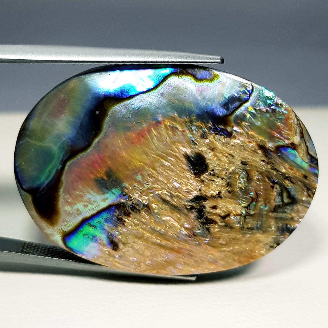 47.90 ct Australian Abalon