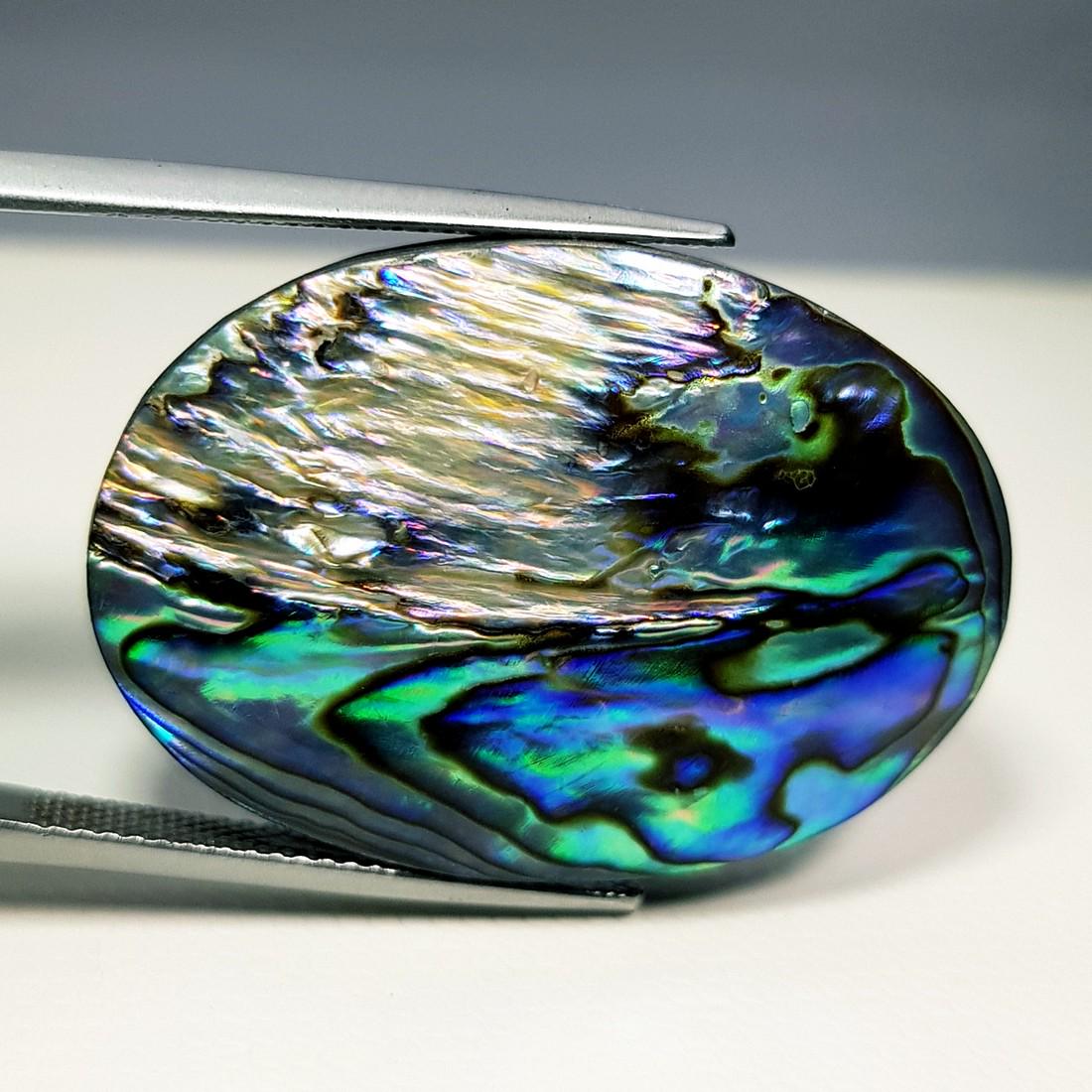 37.68 ct Australian Abalon