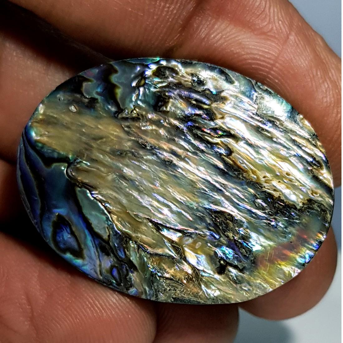 45.29 ct Australian Abalon