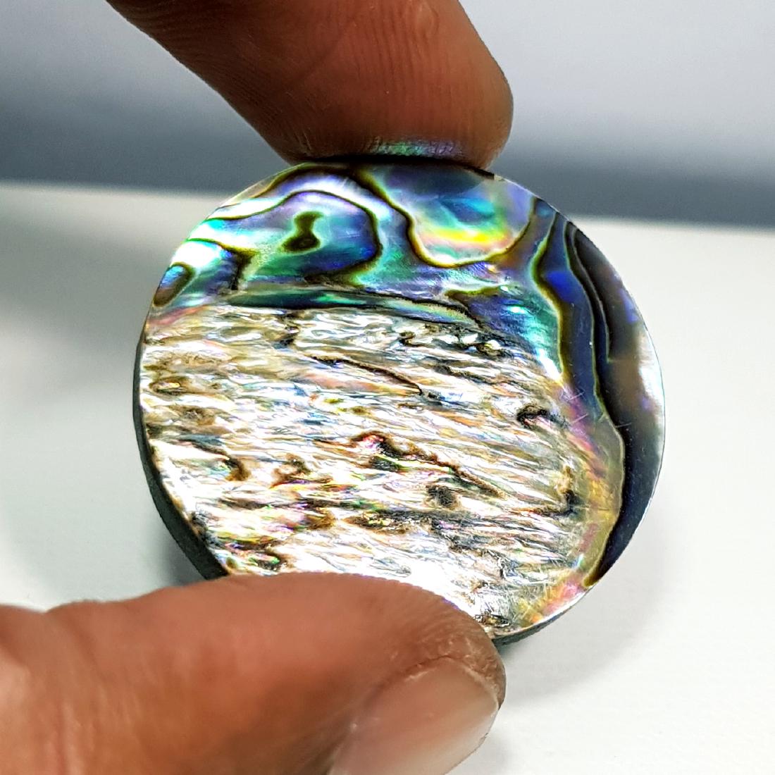 45.60 ct Australian Abalon