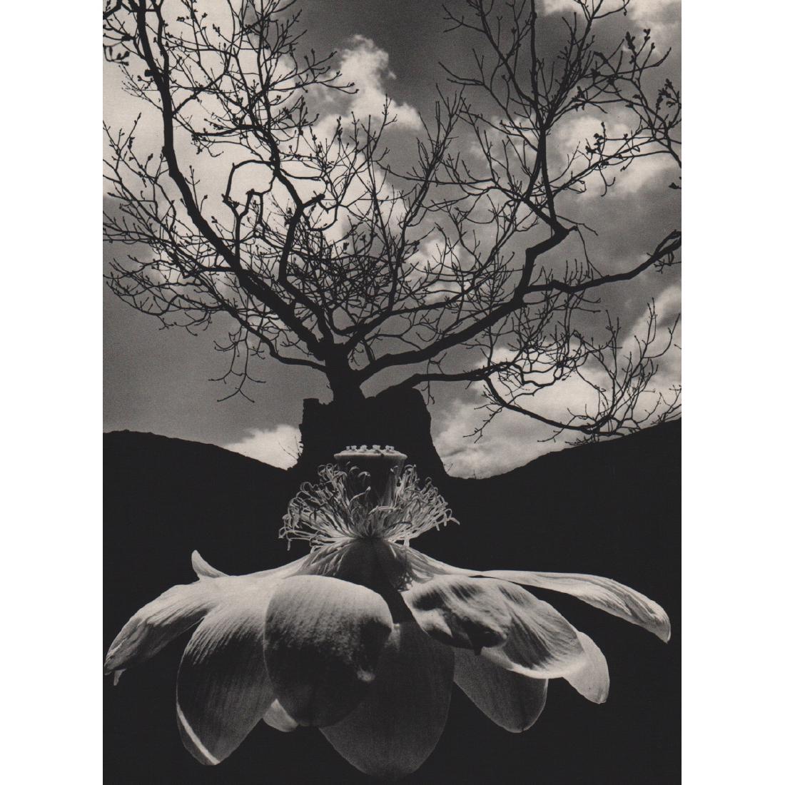 JERRY UELSMANN - Surrealist Orchid Tree