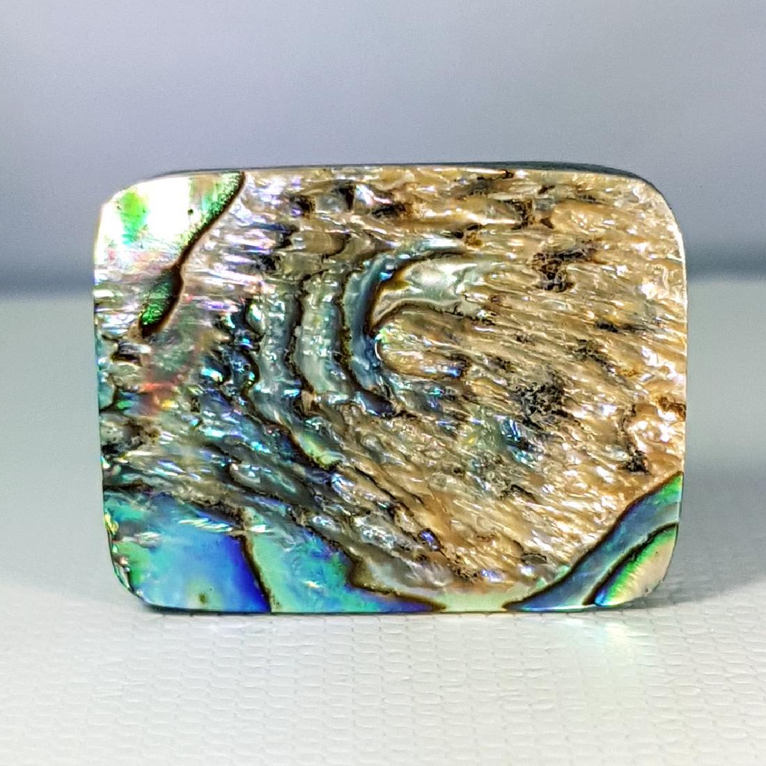 24.80 ct Australian Abalon