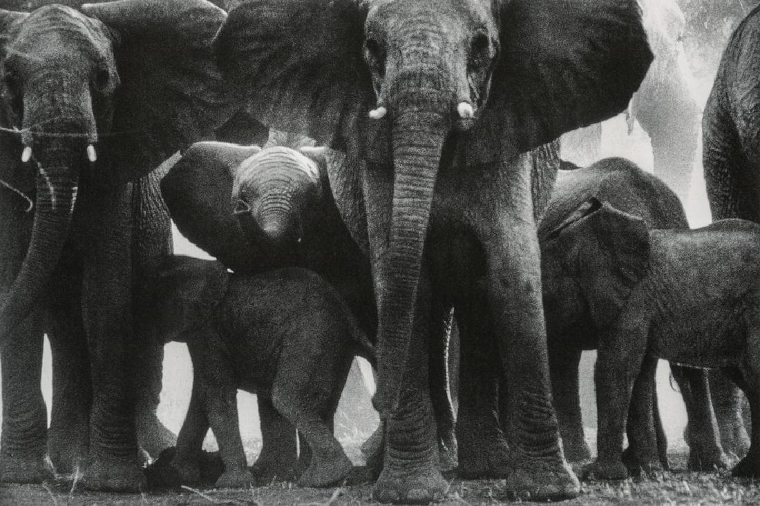 PETER BEARD - Elephant Herd, Uaso Niro, Kenya, 1960