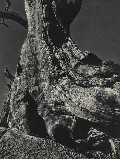 Edward Weston Tree Trunk