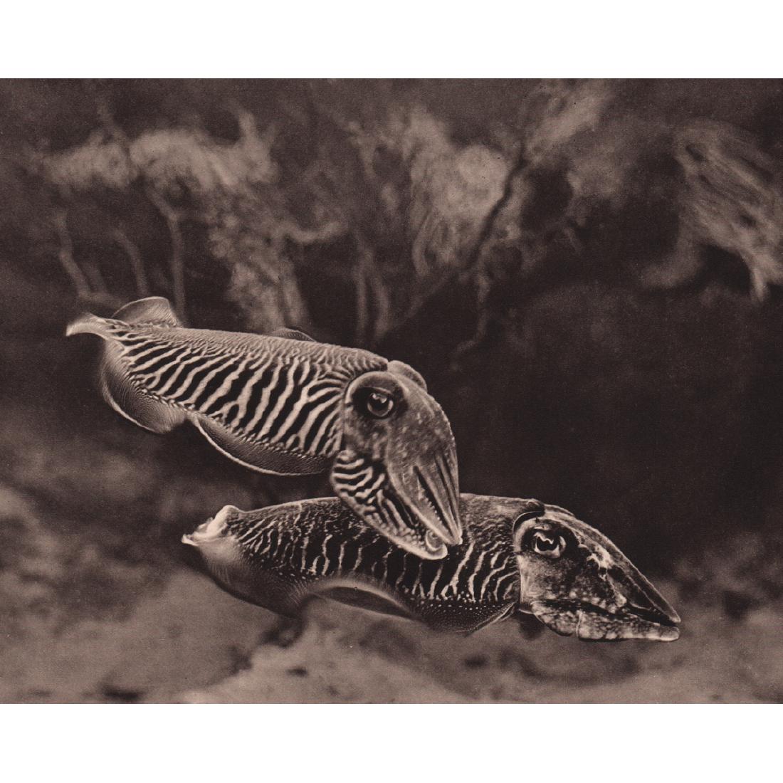 RAOUL BARBA - Poissons de L'Aquarium