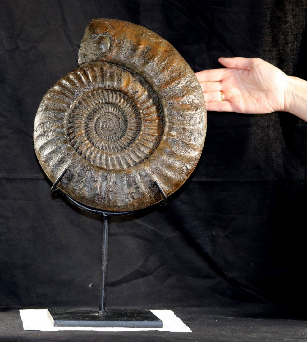 Huge Ammonite On Stand : Arietites Bucklandi